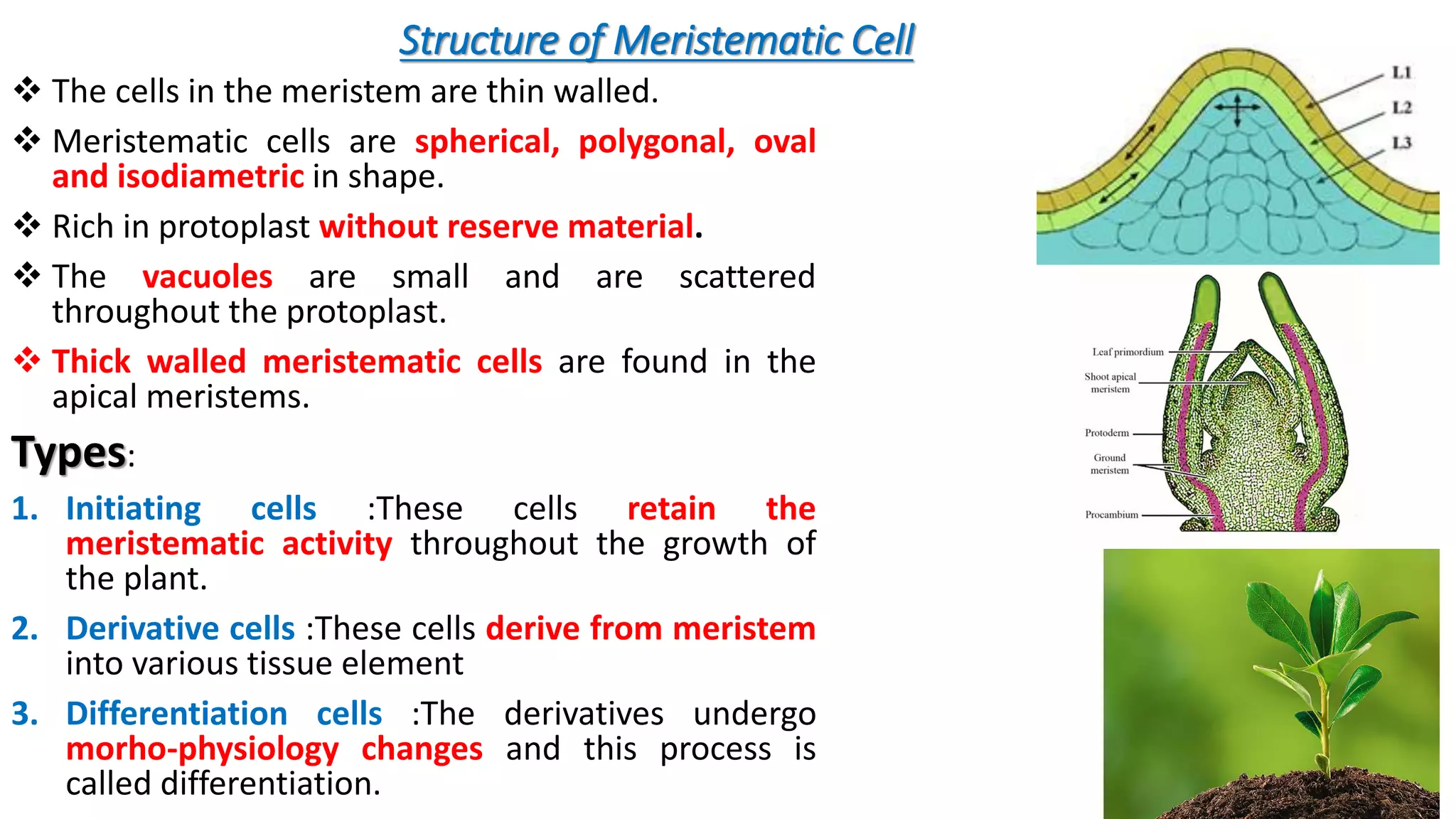 MERISTEMS TISSUE AND ITS CLASSIFICATION.pdf