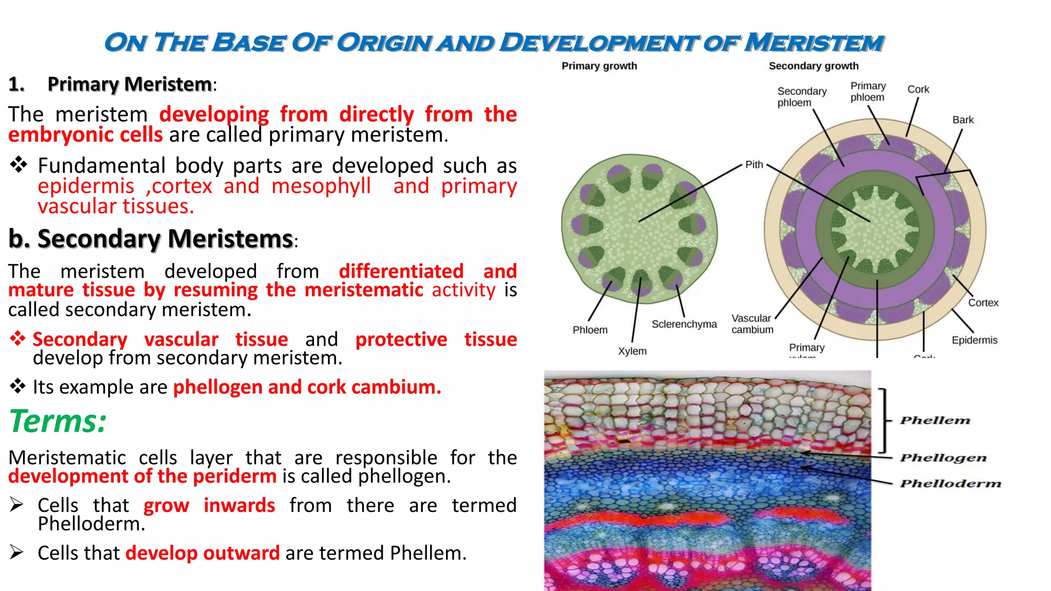 MERISTEMS TISSUE AND ITS CLASSIFICATION.pdf
