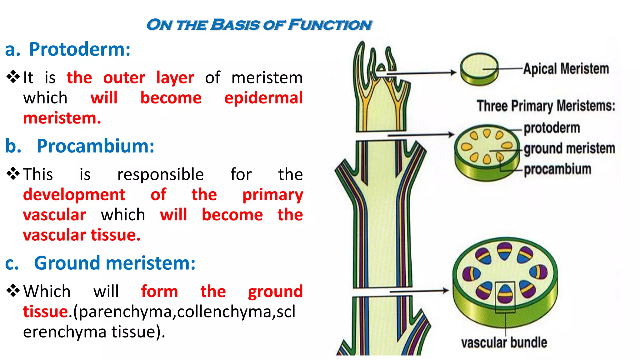 MERISTEMS TISSUE AND ITS CLASSIFICATION.pdf