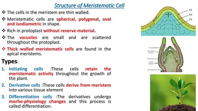 MERISTEMS TISSUE AND ITS CLASSIFICATION.pdf | Gardening | Home & Garden