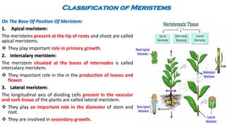 MERISTEMS TISSUE AND ITS CLASSIFICATION.pdf