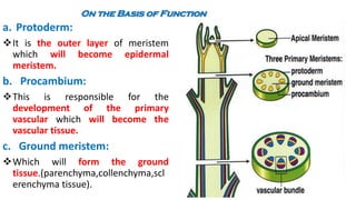 MERISTEMS TISSUE AND ITS CLASSIFICATION.pdf | Gardening | Home & Garden