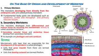 Secondary Meristem
