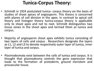 meristmatic tissue.pptx