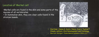 Merkel cell | PPTX
