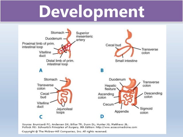 Merkel's diverticulum | PPTX