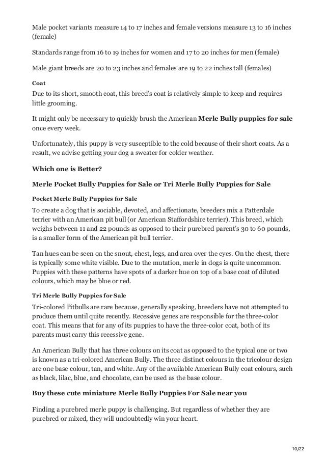 Merle Bully Puppies for Sale | PDF