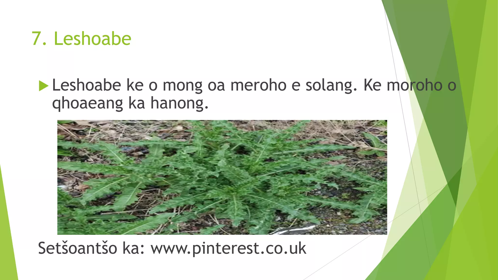 Meroho ea sesotho | PPTX