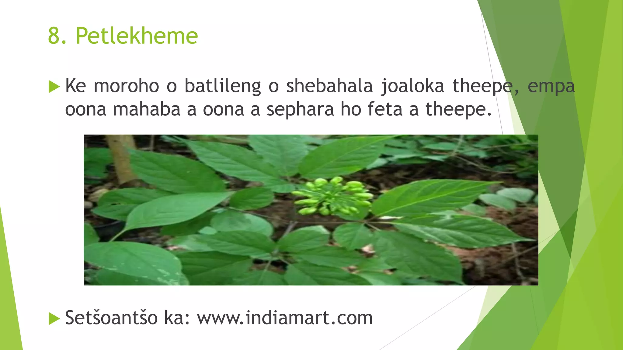 Meroho ea sesotho | PPTX