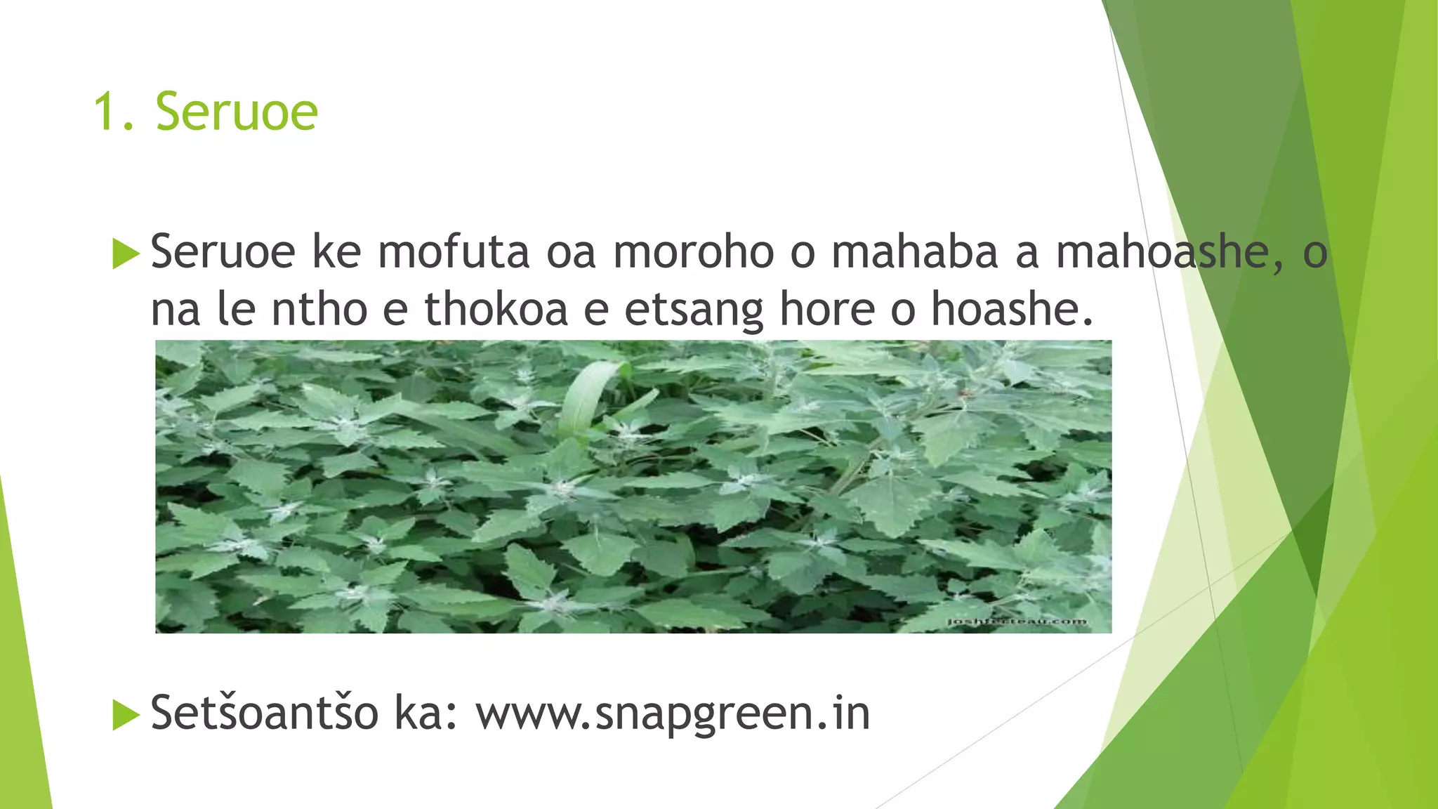 Meroho ea sesotho | PPTX