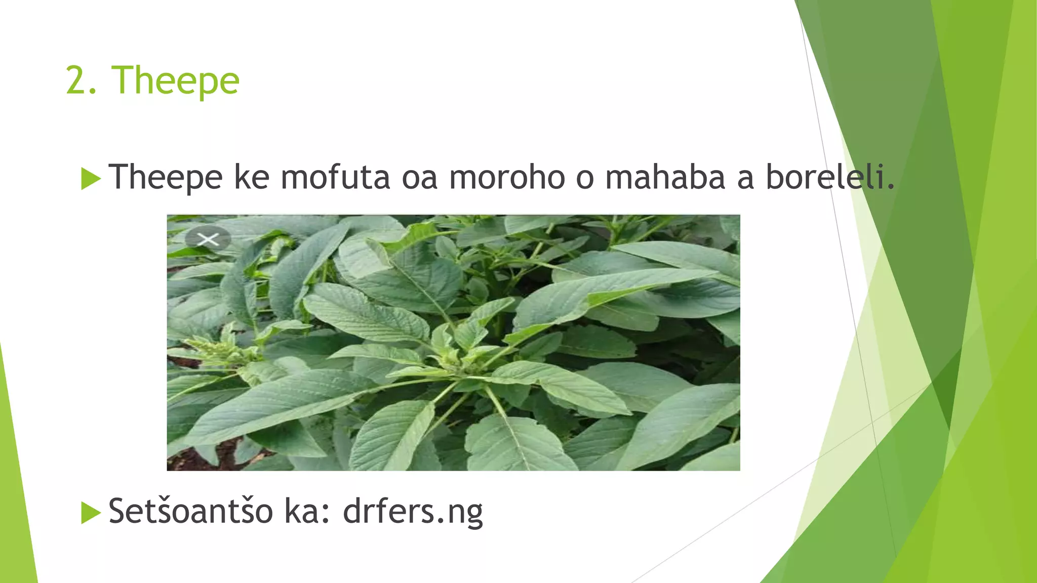 Meroho ea sesotho | PPTX