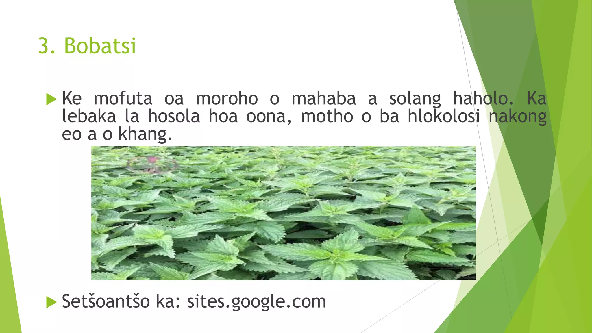 Meroho ea sesotho | PPTX
