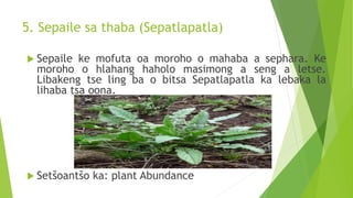 Meroho ea sesotho | PPTX