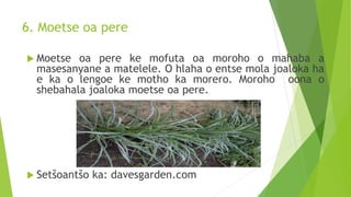 Meroho ea sesotho | PPTX