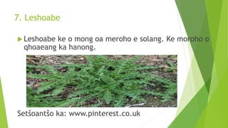 Meroho ea sesotho | PPTX
