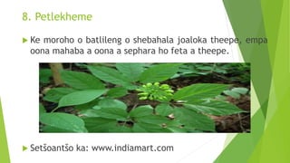 Meroho ea sesotho | PPTX