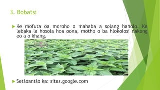 Meroho ea sesotho | PPTX
