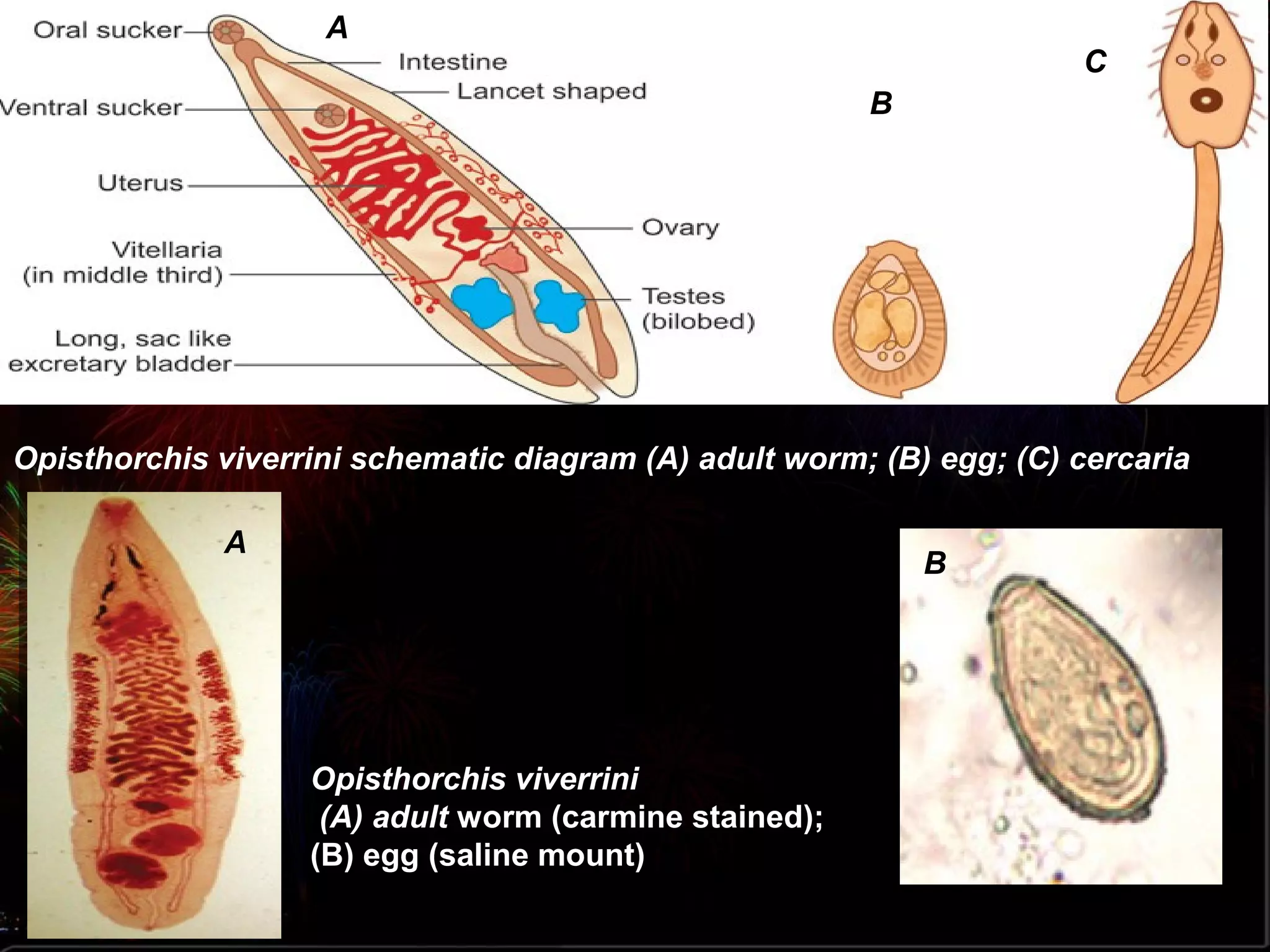 Role of parasites in neoplastic disorders | PPT