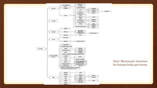 MERONYMY(Lula, May Queenie).pptx