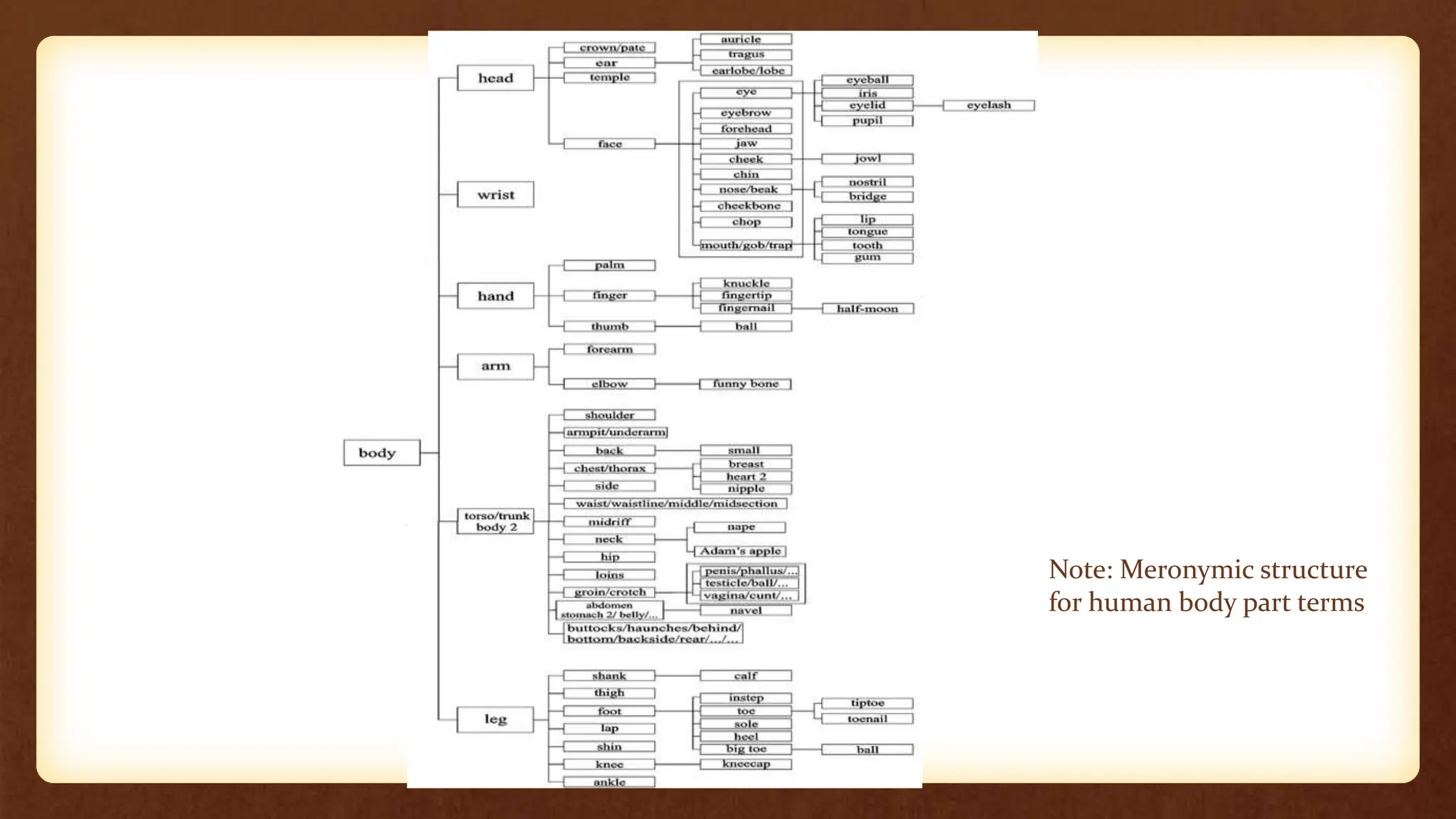 MERONYMY(Lula, May Queenie).pptx