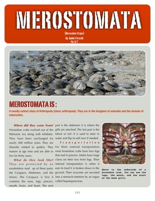 Merostomata | PDF