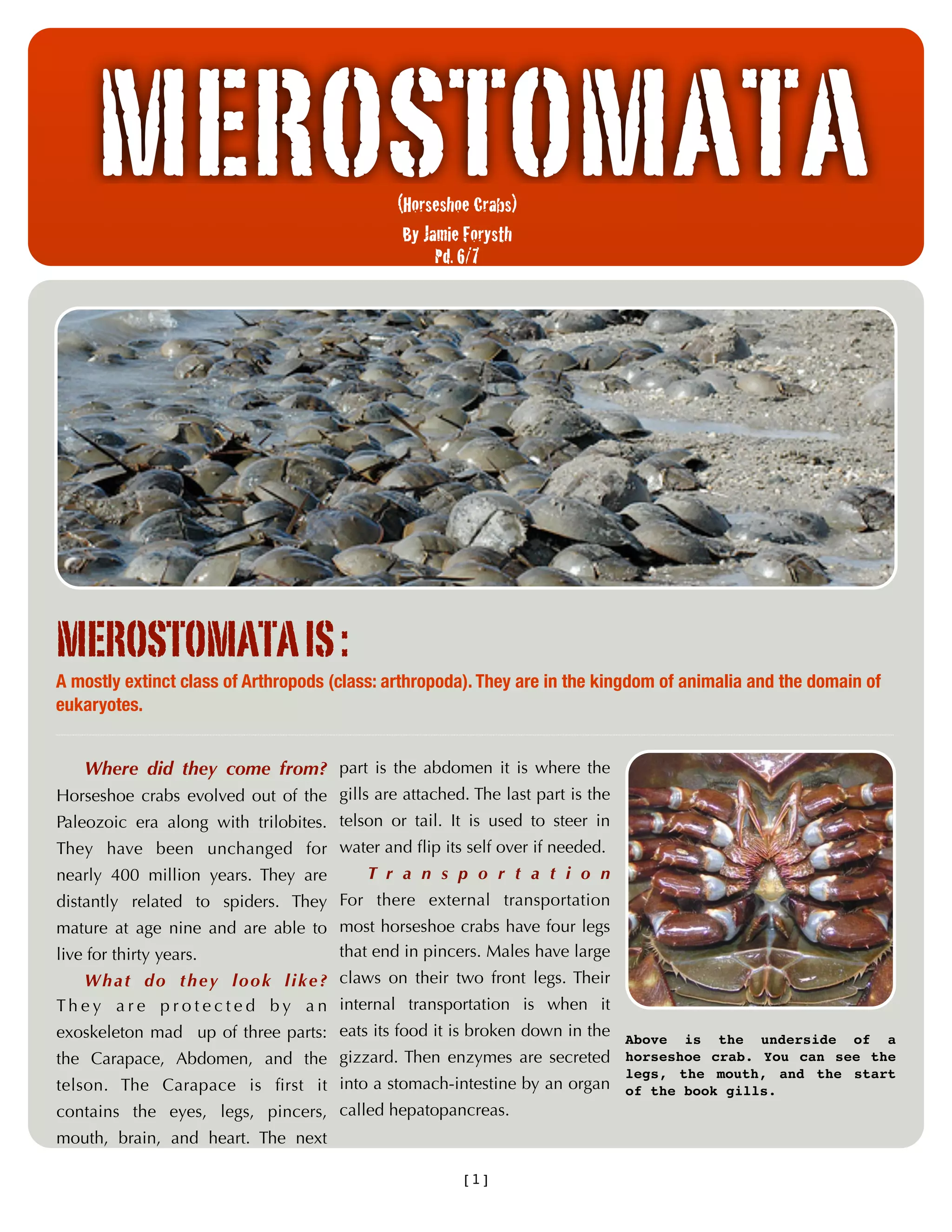 Merostomata | PDF