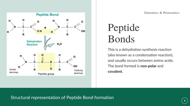 Merrifield Synthesis of Peptides | PDF | Chemistry | Science