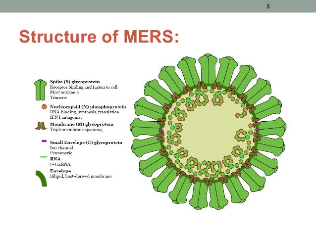 Middle East Respiratory Syndrome (MERS)