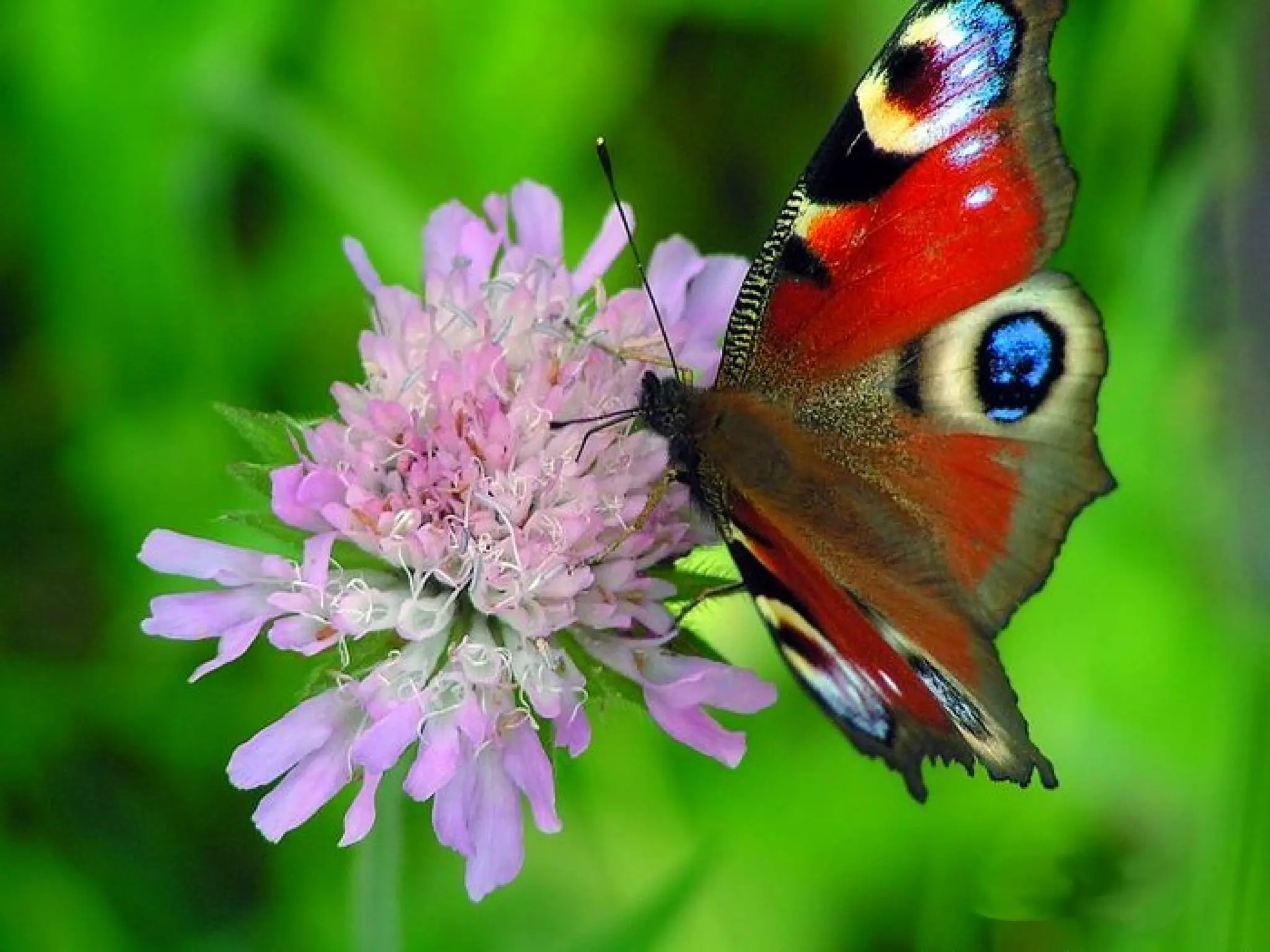 Merveilleux papillons | PPS