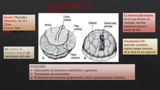 Mes al nacimiento | PDF