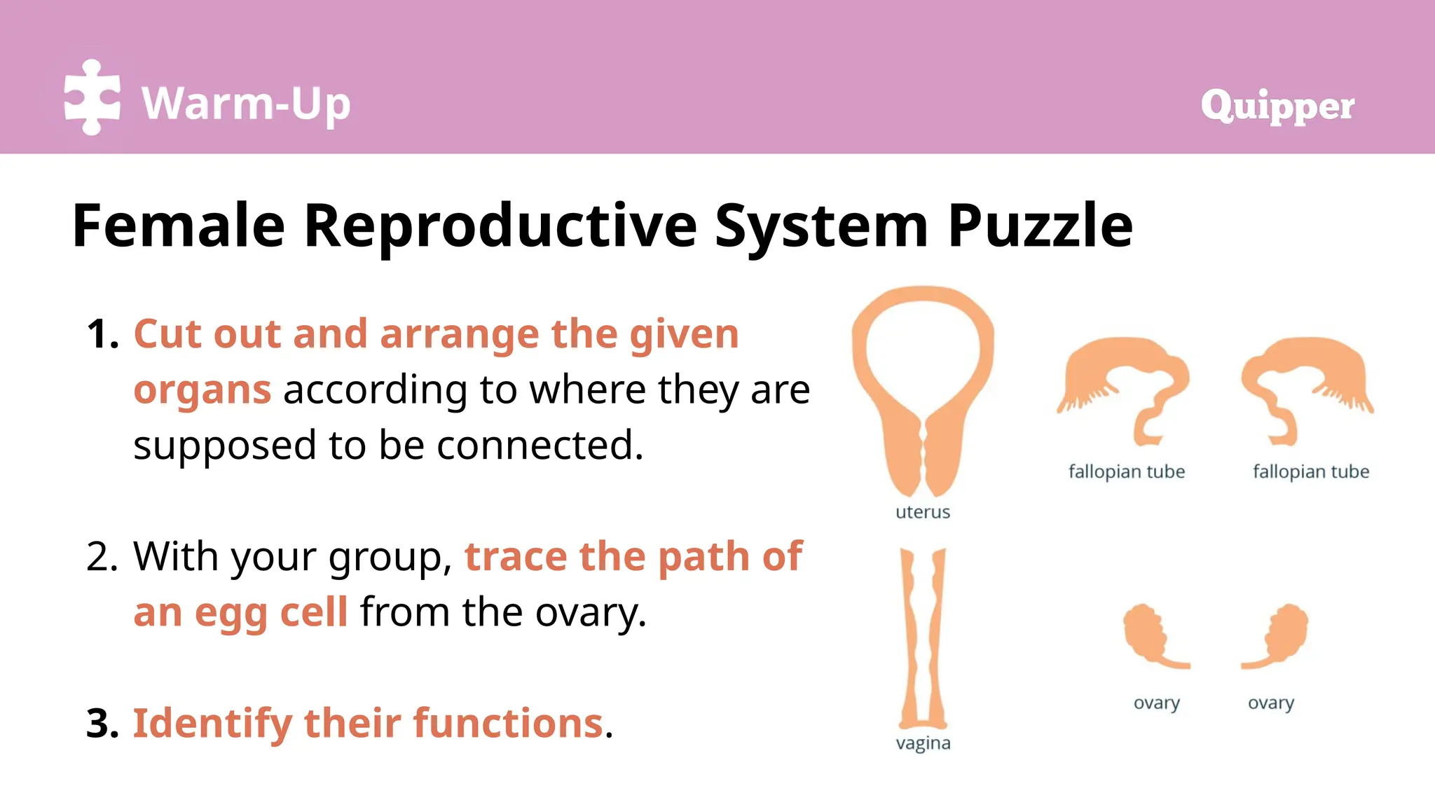 THE FEMALE REPRODUCTIVE SYSTEM FOR GRADE 10 | PPTX