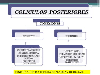 Mesecefalo | PPTX