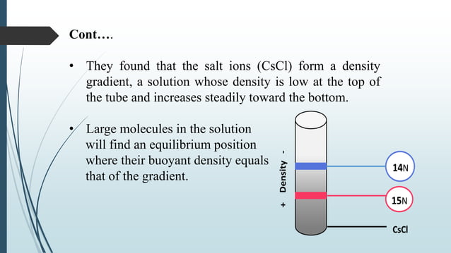 M. Meselson and F. Stahl experiment | PPTX | Chemistry | Science