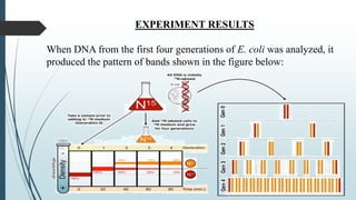 M. Meselson and F. Stahl experiment | PPTX