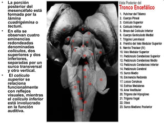 Mesencefalo | PPT