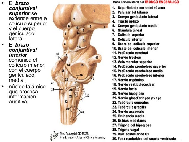 Mesencefalo