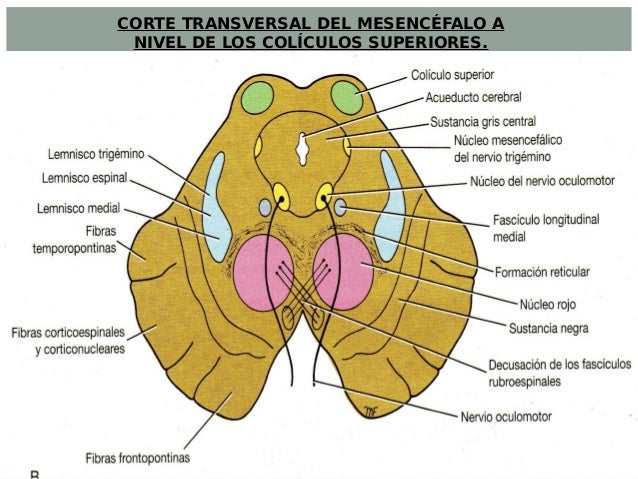 Mesencefalo. Neuroanatomía Clínica del Dr. Richard Snell.