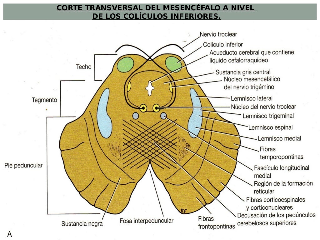 Mesencefalo. Neuroanatomía Clínica del Dr. Richard Snell.