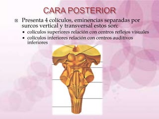 Mesencefalo protuberancia pares craneales 3-8 | PPTX