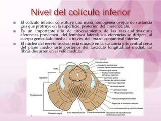 Mesencefalo protuberancia pares craneales 3-8 | PPTX