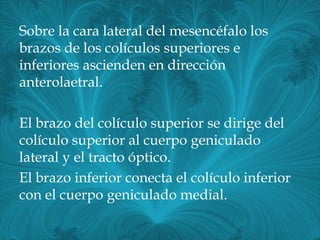 Mesencéfalo | PPTX