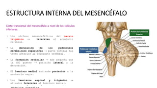 Mesencéfalo. Tronco del encéfalo. Neuroanatomía. | PPTX