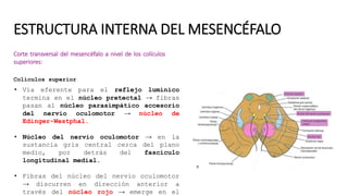 Mesencéfalo. Tronco del encéfalo. Neuroanatomía. | PPTX