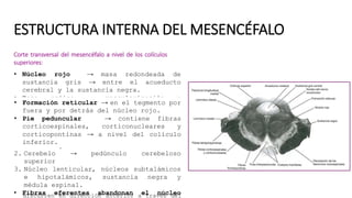 Mesencéfalo. Tronco del encéfalo. Neuroanatomía. | PPTX