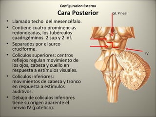 Mesencéfalo | PPT