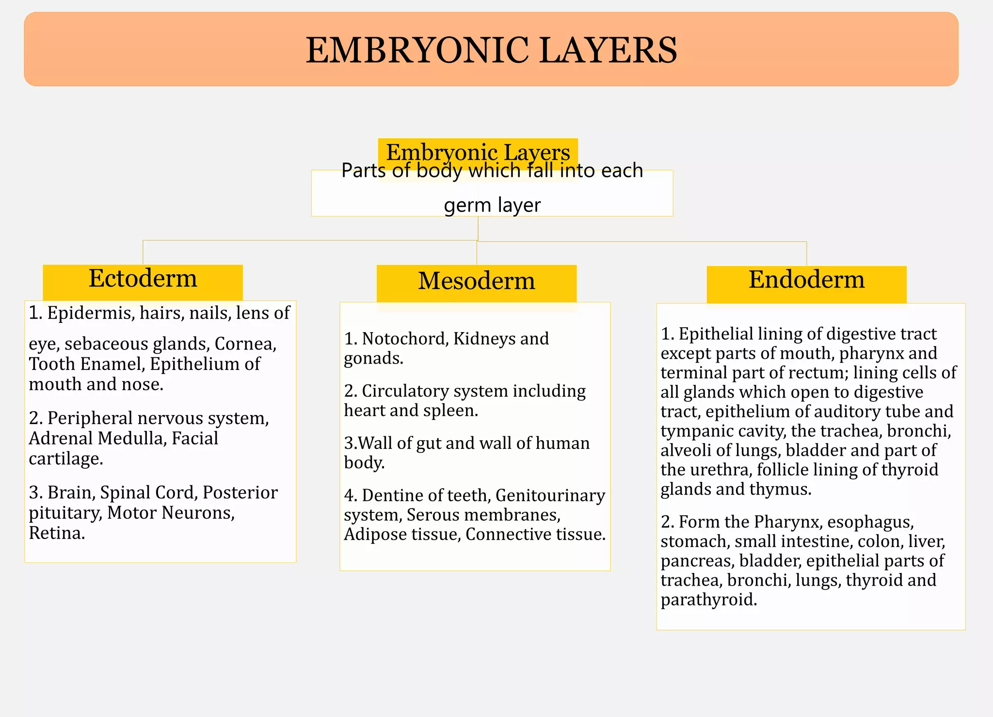 Mesenchymal Stem Cells.pptx