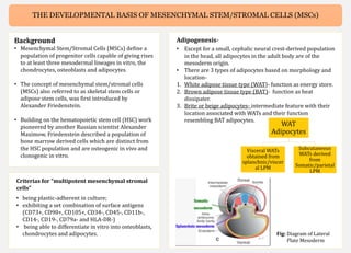 Mesenchymal Stem Cells.pptx