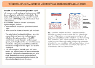 Mesenchymal Stem Cells.pptx