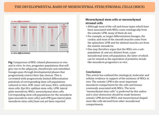 Mesenchymal Stem Cells.pptx