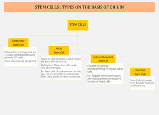 Mesenchymal Stem Cells.pptx